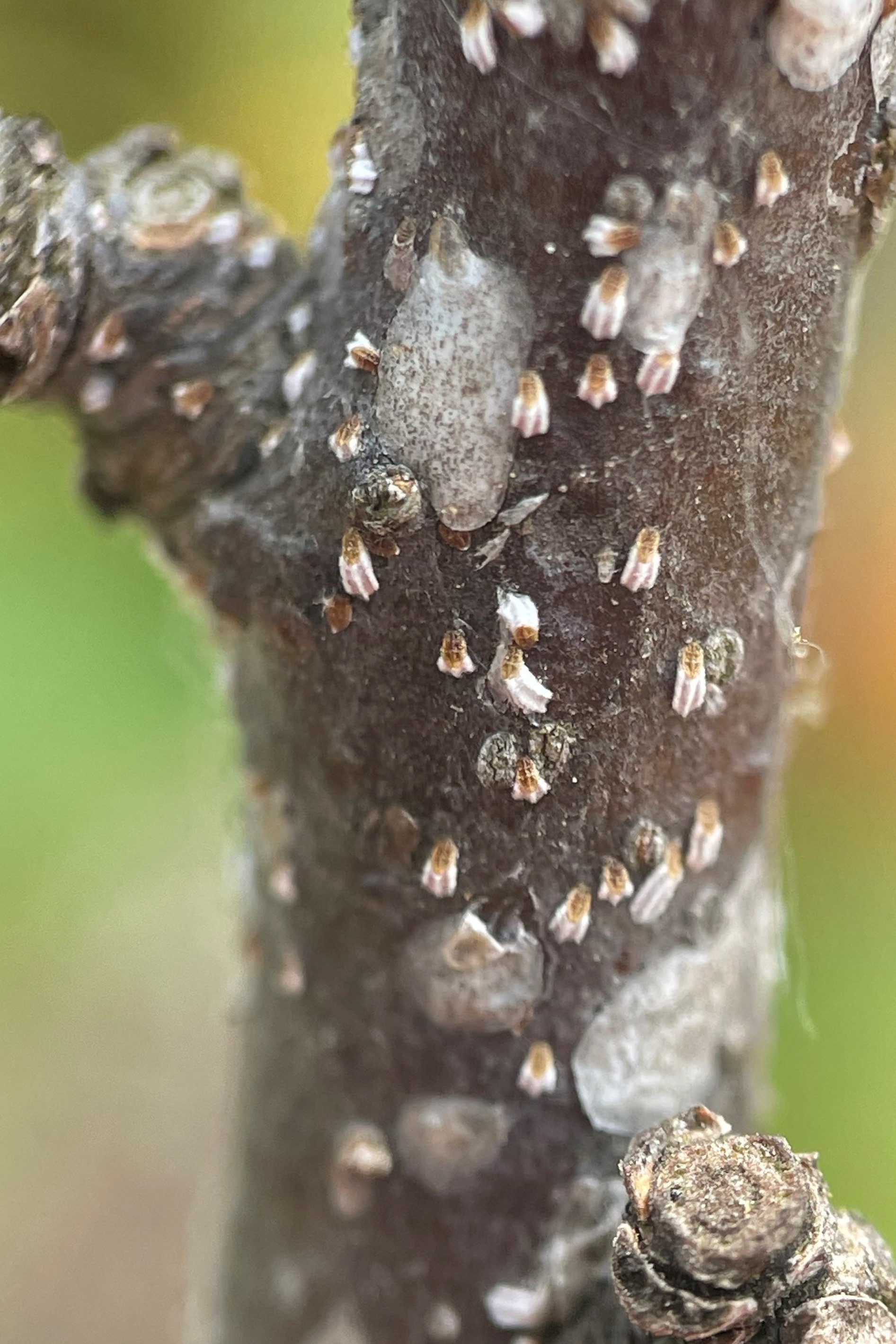 Identify and Manage Scurfy Scale on trees and shrubs